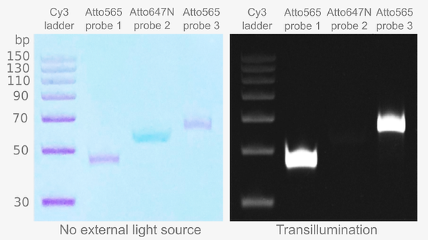 Fluorescent ssDNA Ladder | PixelBiotech GmbH